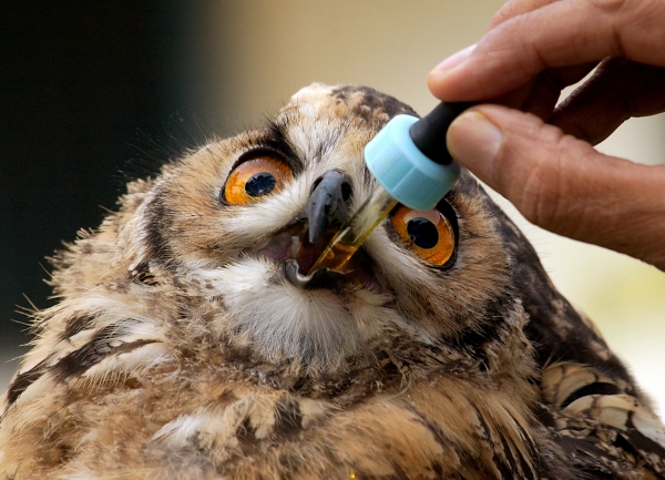 At This Delhi Hospital, Hundreds Of Birds Get Free Treatment, Feed ...