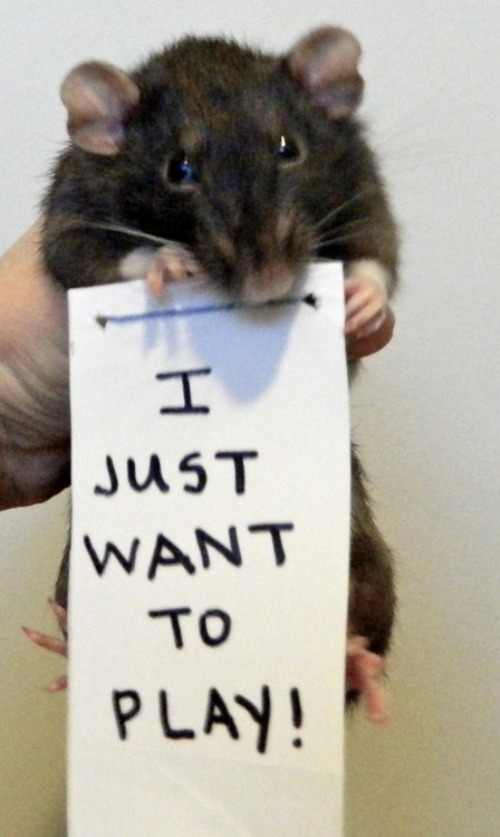 On World Rat Day, Here Are 15 Things These Rodents Want You To Know