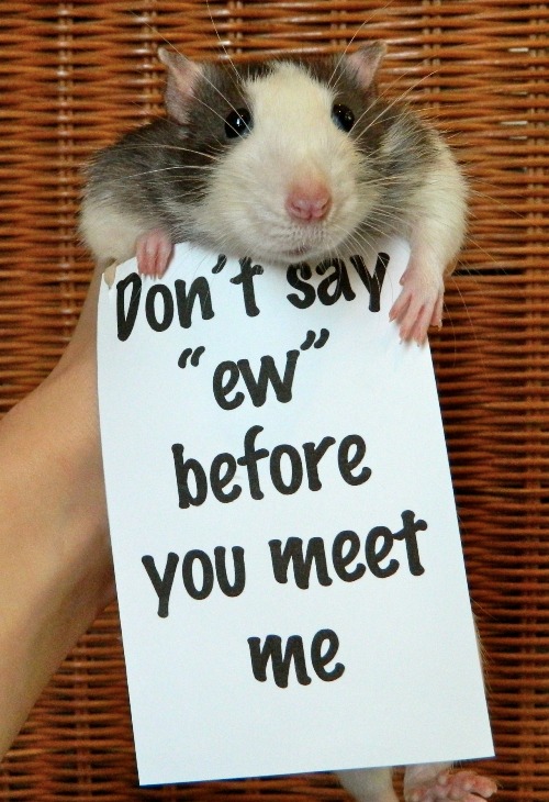 On World Rat Day, Here Are 15 Things These Rodents Want You To Know