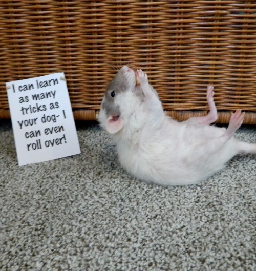 On World Rat Day, Here Are 15 Things These Rodents Want You To Know