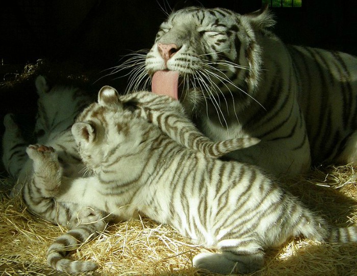 This Is The Story Of Mohan, The First Ancestor Of All Bengal White ...