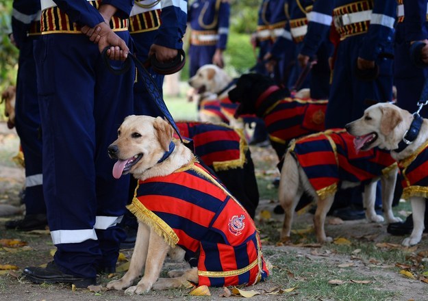Presenting Delhi Police's Latest Weapon - The Adorable But Very Lethal ...
