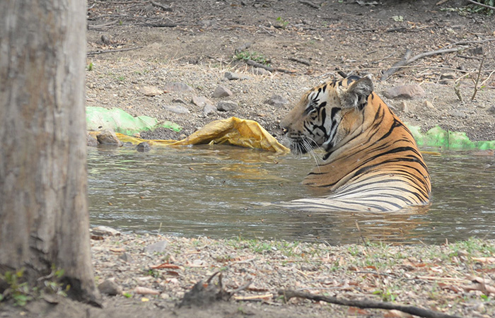 Now CBI May Be Pulled In To Search For Maharashtra's Iconic Missing ...