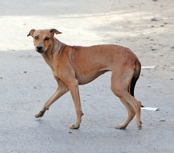 7-Year-Old Street Dog Raised By A Gujarati Community Attacked With Acid ...