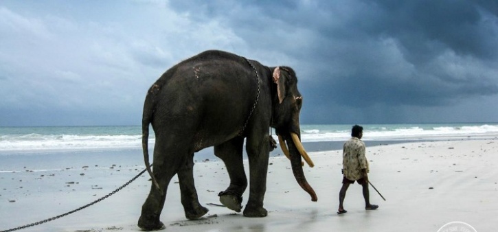 Rajan, The Swimming Elephant And Icon Of Andaman And Nicobar, Passes ...