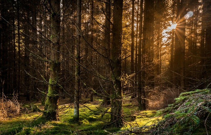 Magical Forests And Mesmerising Sunsets - 11 Of Flickr's Best Pictures ...