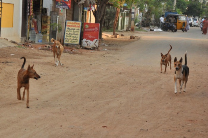 Kerala MLA Who Campaigned Against 'Dog Culling' Attacked By Stray Dogs ...