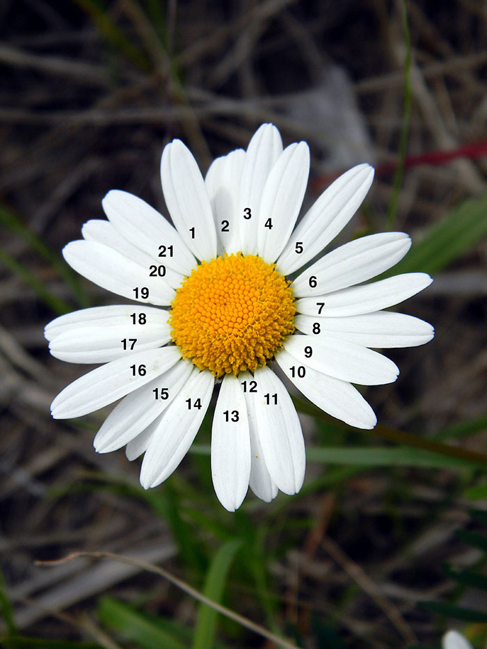 What Do Flowers The Mona Lisa A Pine Cone Have In Common Let The 