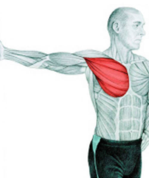 34 Amazing Illustrations That Show Which Muscle Groups Are Affected ...