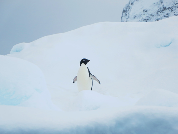 1,50,000 Penguins Die After An Iceberg The Size Of Rome Crashes Into ...
