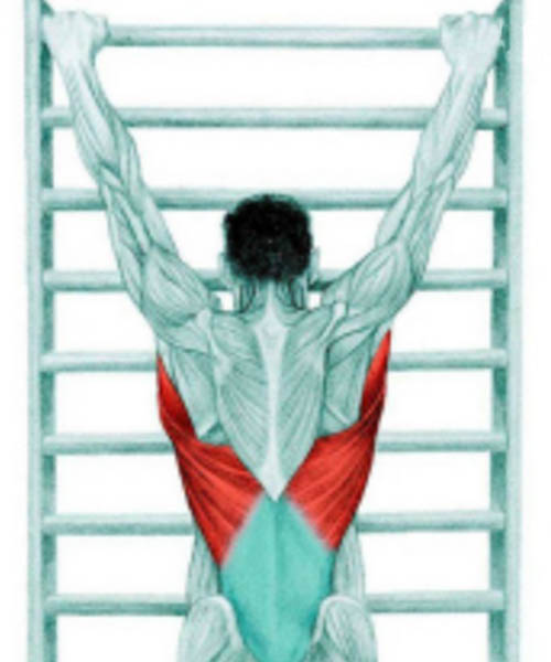 34 Amazing Illustrations That Show Which Muscle Groups Are Affected ...