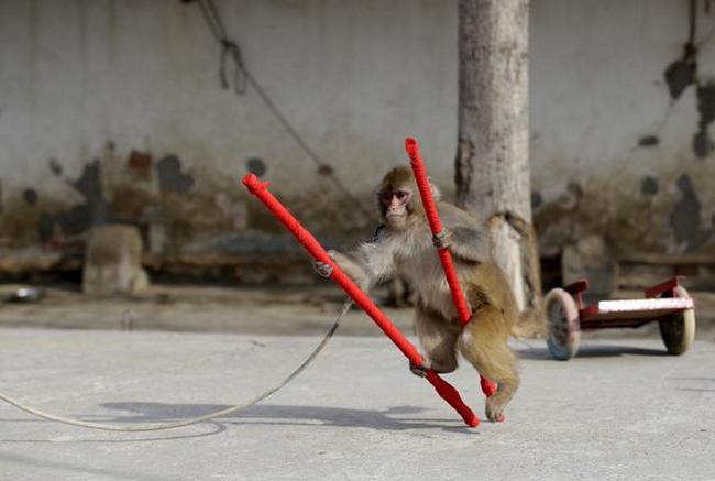 As The Year Of The Monkey Approaches, Monkeys In China Are Training ...