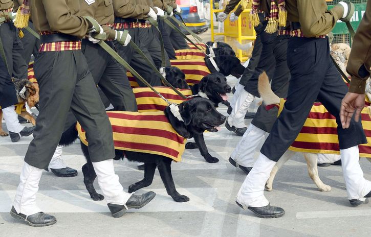 These Images Tell Us How Hard Army's Canine Heroes Are Working For ...