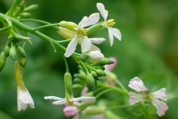 25 Edible Flowers That Will Add Colour, Flavour And Nutrition To Your Food