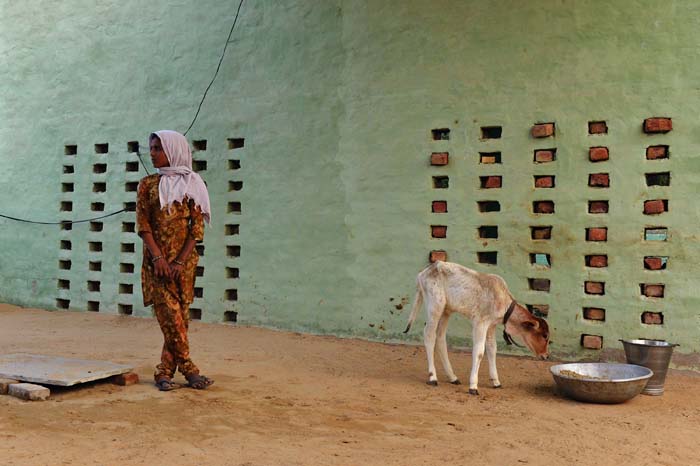 Propaganda Videos, Religious Fervor And More - The Making Of A Cow ...