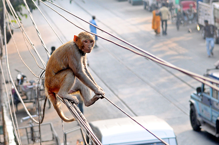Leader Of Monkey Troop Gets Electrocuted, Five More Lose Life In An ...