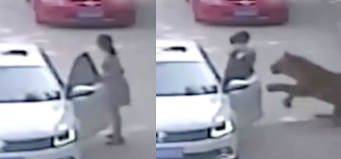 Chinese Woman Mauled To Death After Being Dragged By A Tiger In Beijing ...