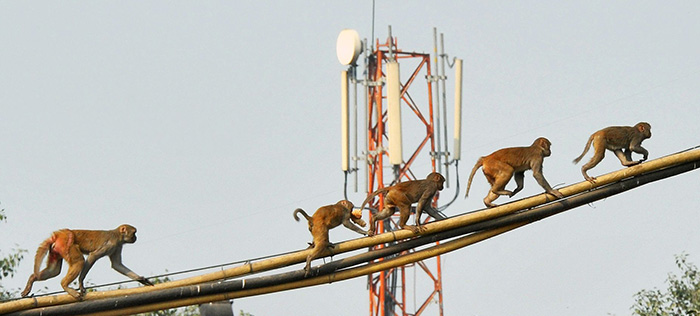 Leader Of Monkey Troop Gets Electrocuted, Five More Lose Life In An ...