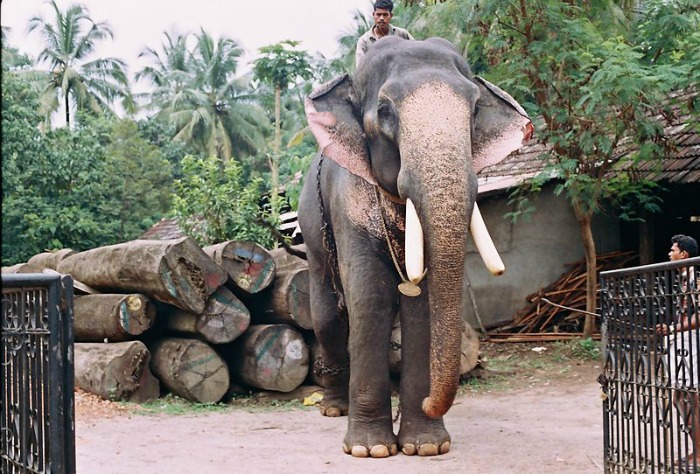 8-Year-Old Female Elephant Found Dead With Bullet Injuries In Her Skull ...
