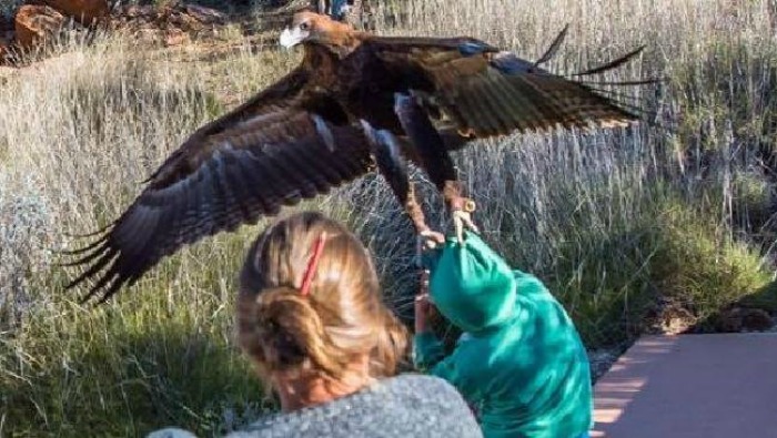 Bizarre Moment Shows An Eagle Trying To Fly Away With A Boy At A ...