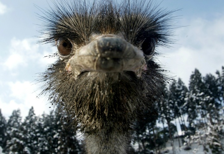 There's Finally An Answer For Why Ostriches Are So Grumpy And ...