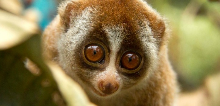 This Adorable Little Slow Loris Prefers Alcohol Over Water, According ...