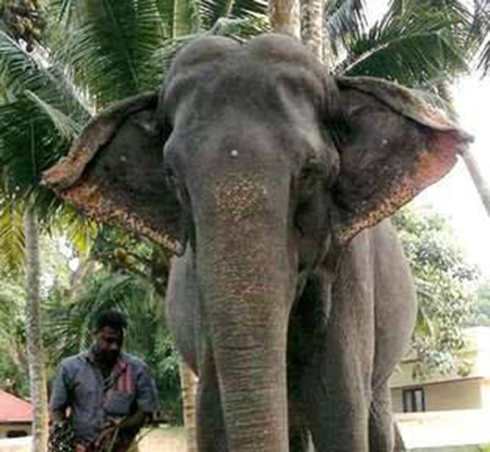 86-Year-Old Dakshayani From Kerala Is All Set To Enter The Guinness ...