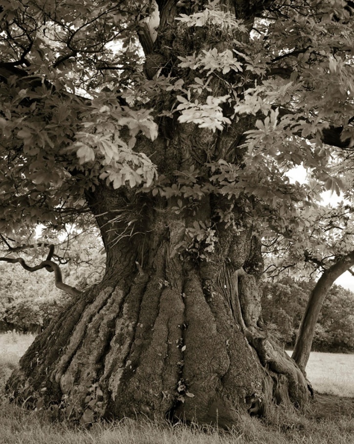 15 Of The Oldest Trees In The World, Captured In All Their Timeless Beauty