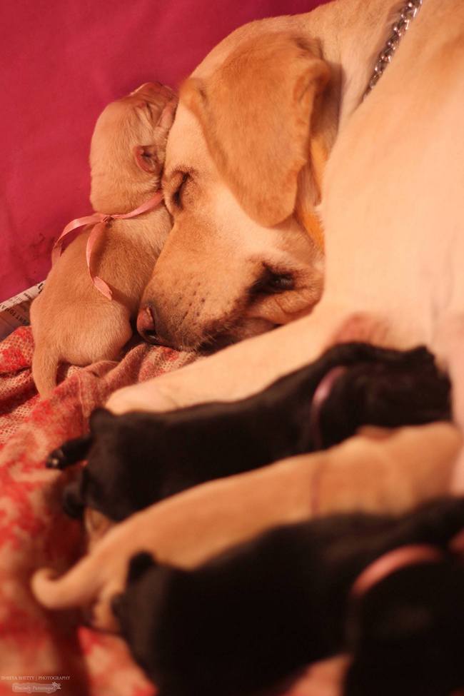 This Photo Set Captures The Birth Of Six Cute Puppies & It'll Bring A ...