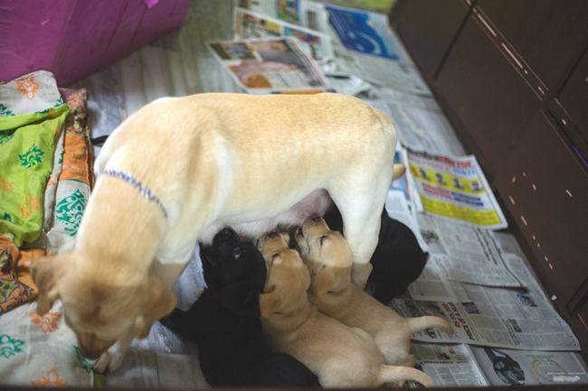 This Photo Set Captures The Birth Of Six Cute Puppies & It'll Bring A ...