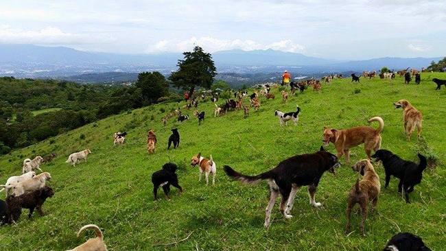 There Is A Place Known As The Land Of Stray Dogs And More Than 500 Dogs ...