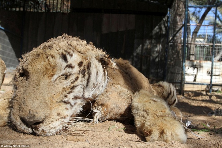 Inside The World's Worst Zoos - Where Animals Were Starved To Death And ...