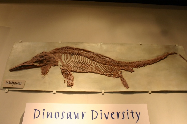 A 94-Million-Year-Old Mystery Of The Marine Dino Ichthyosaur Has ...