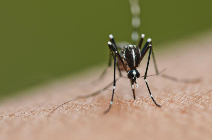 Is It Finally The End Of Dengue, Indian Scientists Claim Breakthrough ...