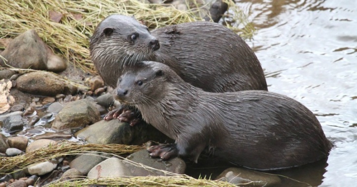 The Thoothapuzha River In Kerala Has Got A New Lease Of Life Thanks To ...