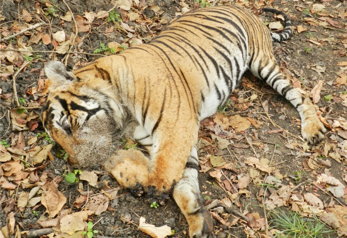 Tiger Starves To Death In Bandipur Forest After Losing Teeth And ...