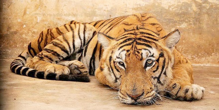 Tiger Starves To Death In Bandipur Forest After Losing Teeth And ...