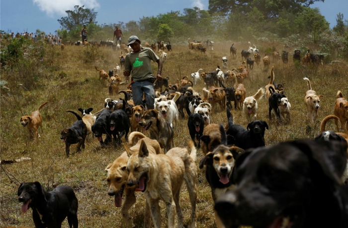 16 Images From The Land Of Stray Dogs That Will Leave You Smiling For ...