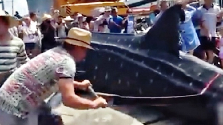 Chinese Fishermen Catch An Endangered Whale-Shark Who Was Also A Social ...