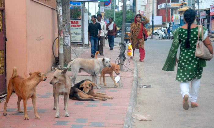 Kerala Has A Stray Dog Problem, And There Is No Easy Solution For It As ...
