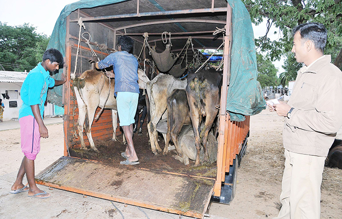 Haryana Has Booked 513 People Under Cow Protection Law, Among Them 86 ...