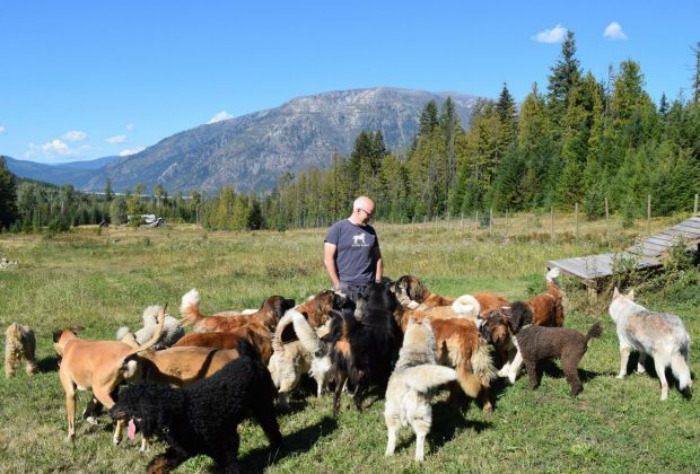 This Couple Adopted 46 Rescue Dogs To Give Them A Stable Home Because ...