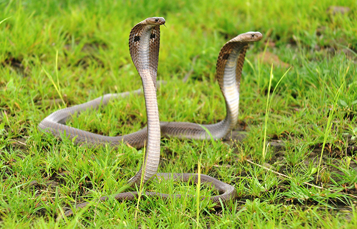 King Cobras Hate Him, But This Karnataka Man Has Survived After Being ...