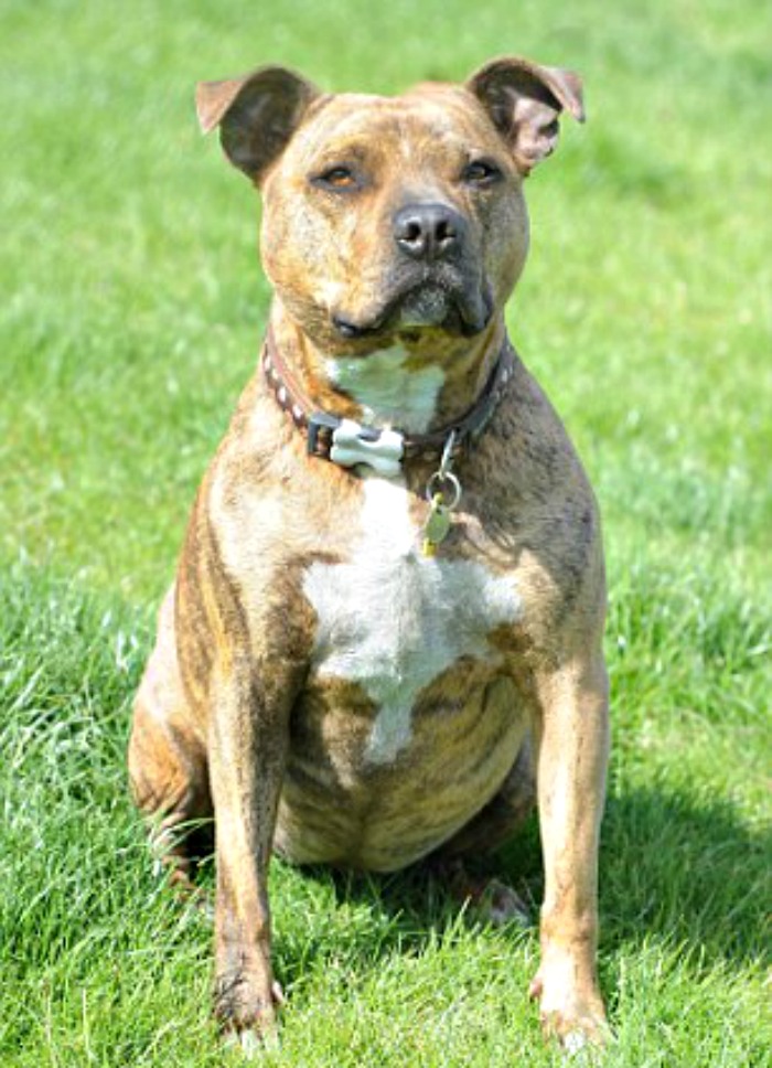 Freya, The World's Loneliest Dog Has Bagged A Role In Transformers 5 ...