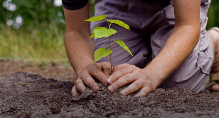 Money To Grow On Trees! Maharashtra Will Give ‘Tree Credits’ To Those ...