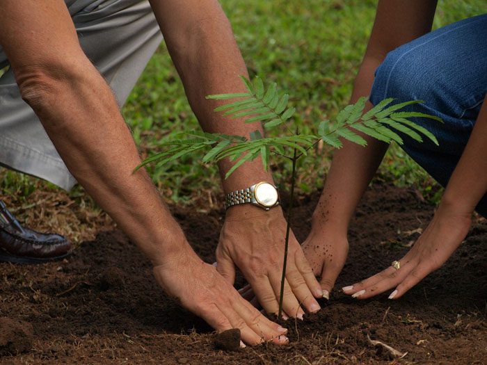 Money To Grow On Trees! Maharashtra Will Give ‘Tree Credits’ To Those ...