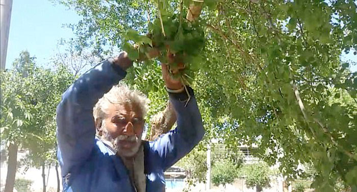 Pakistan Man Has Been Eating Fresh Wood And Leaves For 25 Years, Has ...