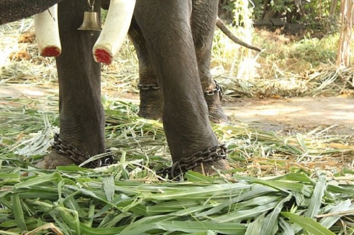 This 63 YO Elephant Has Been Held Captive For The Past 50 Years, In ...