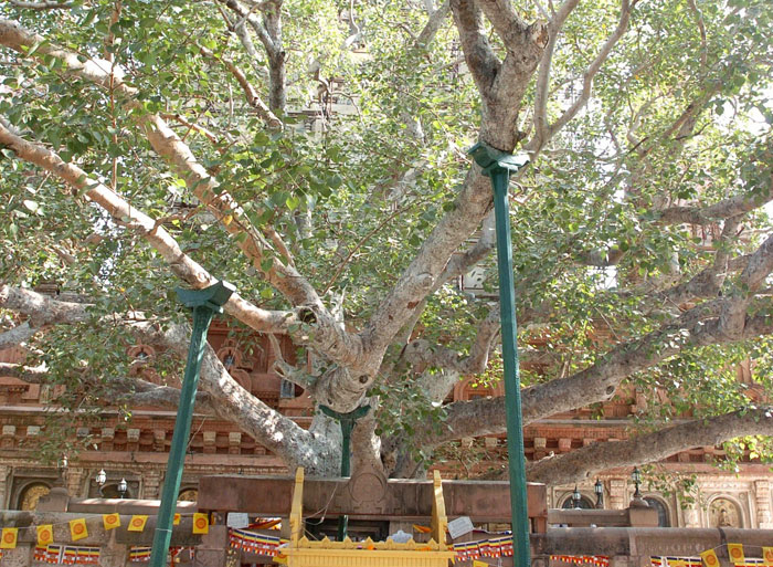 The 2,600YO Mahabodhi Tree Under Which Buddha Attained Enlightenment Is ...