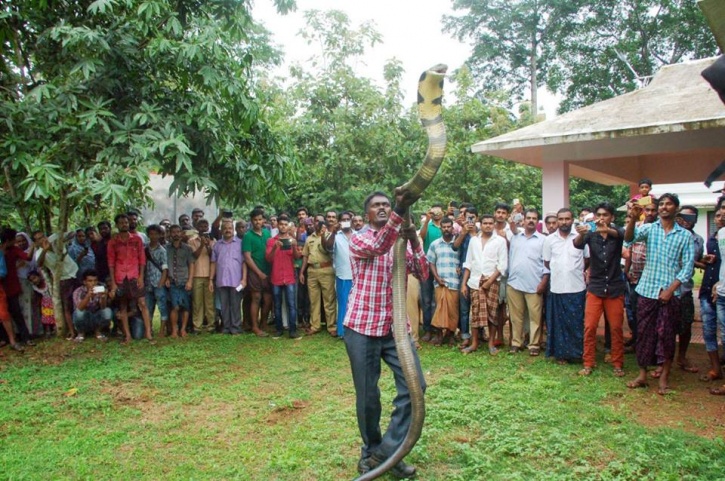 Meet Vava Suresh, A Wildlife Conservationist Who Has Saved More Than ...